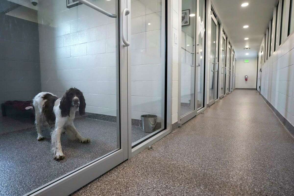 Montgomery County pet resort lets your dogs live in luxury