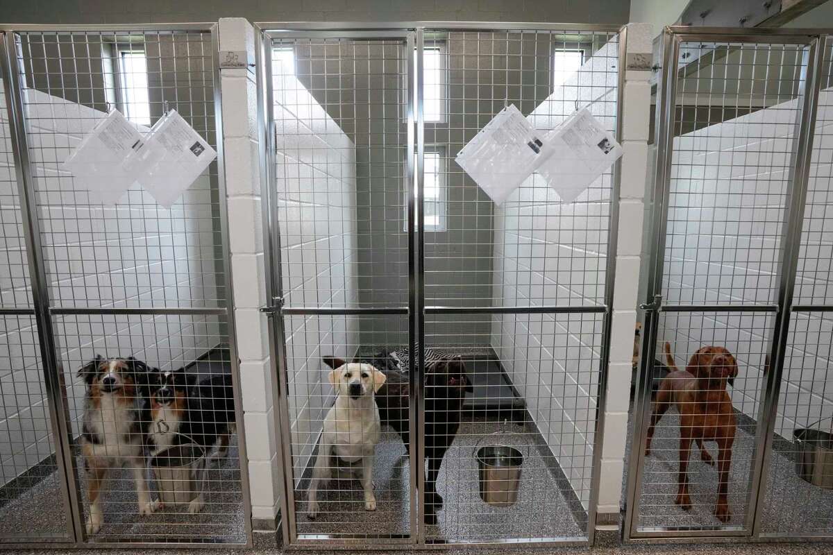 Montgomery County pet resort lets your dogs live in luxury