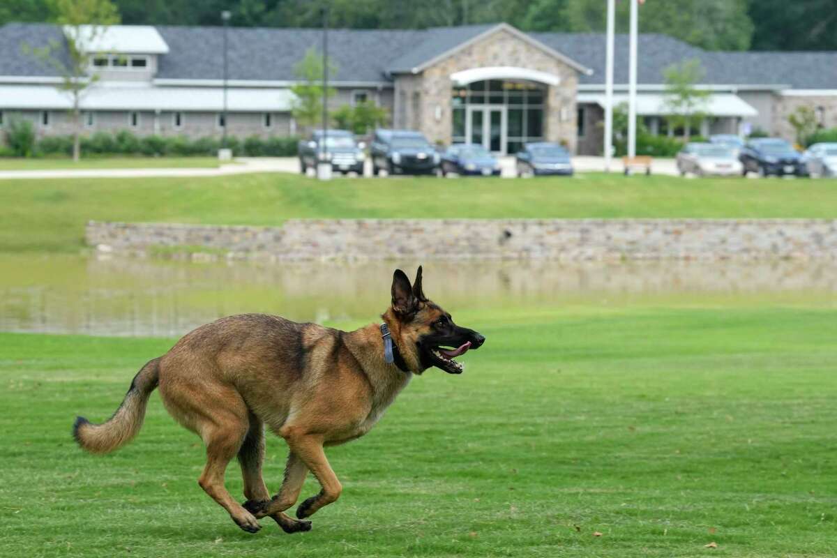 Montgomery County pet resort lets your dogs live in luxury