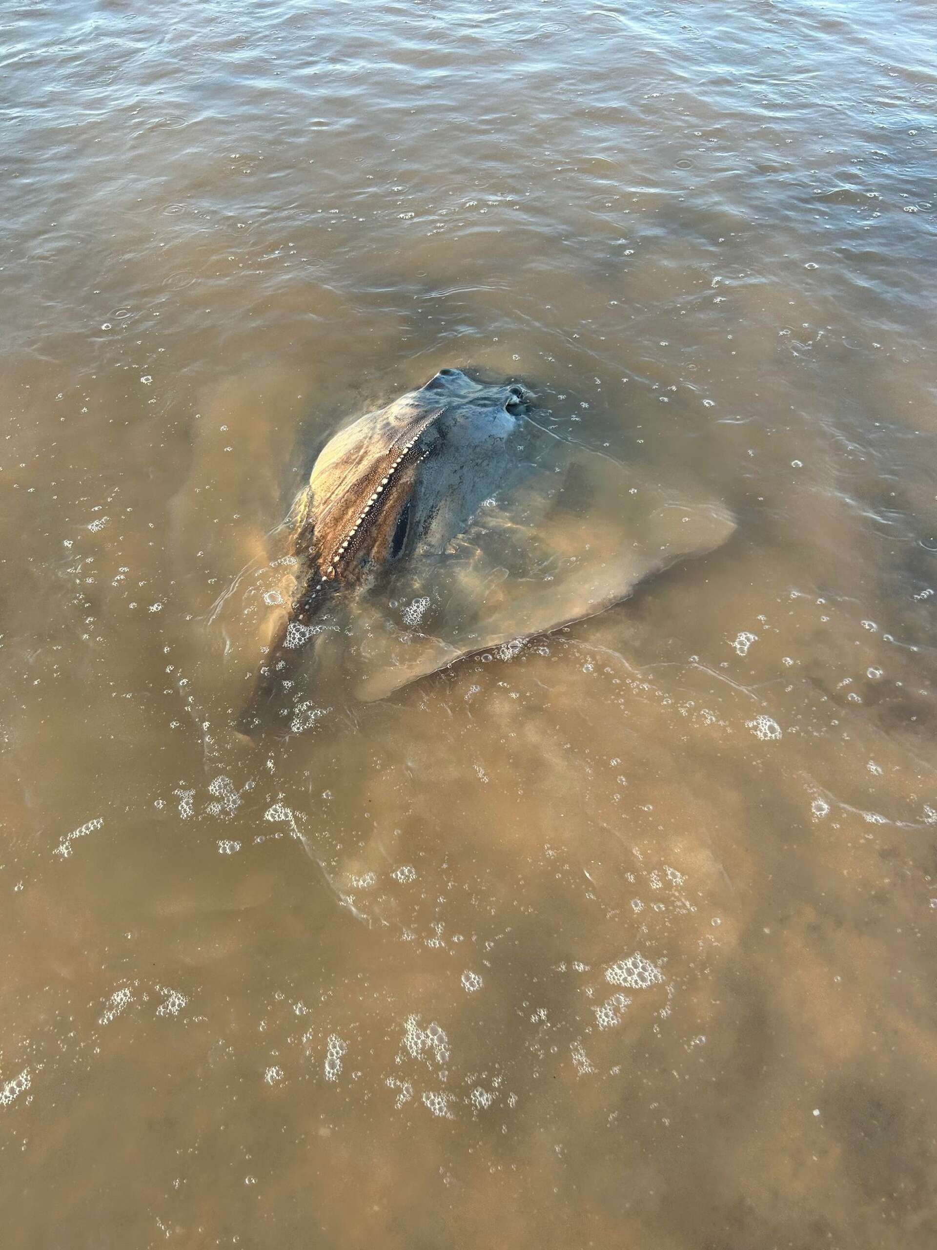 Cleanup of hundreds of thousands of dead fish in Texas continues