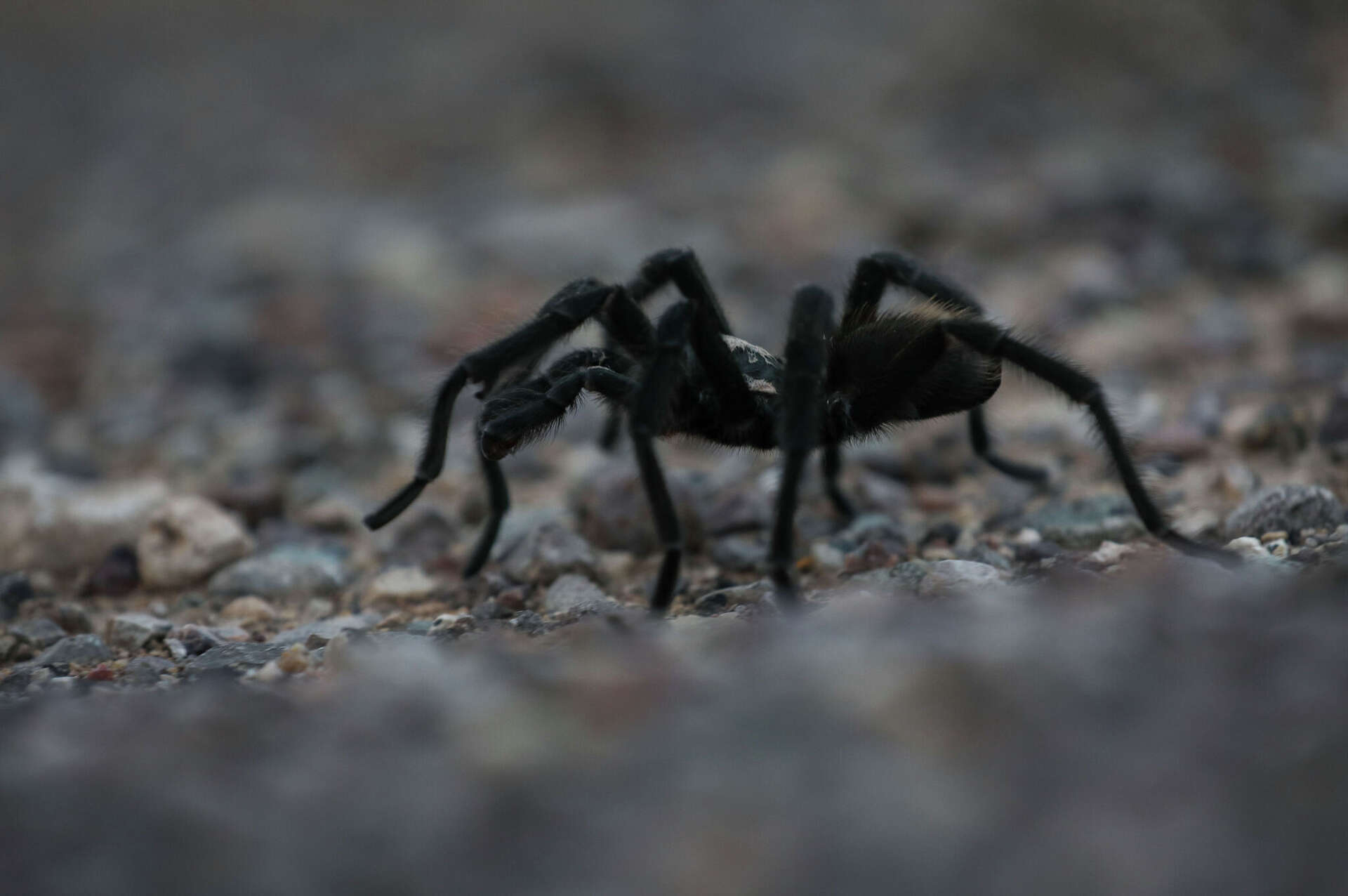 Texas brown tarantulas: Where do they live, are they venomous?
