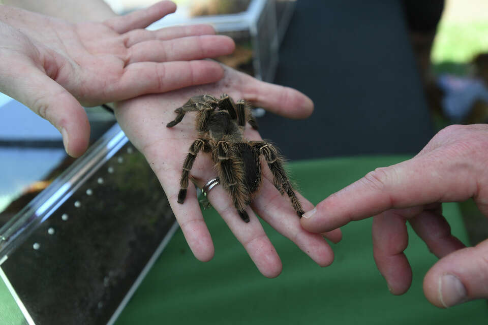 Texas brown tarantulas: Where do they live, are they venomous?