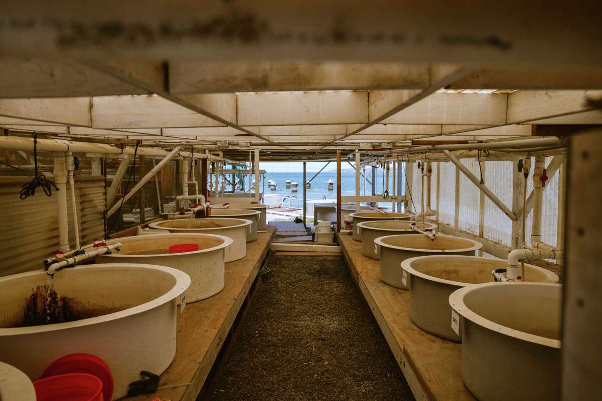 The only marine science lab on San Francisco Bay is at risk of closing