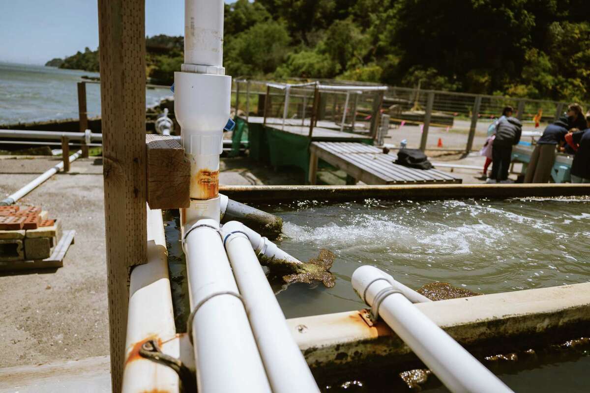 The only marine science lab on San Francisco Bay is at risk of closing