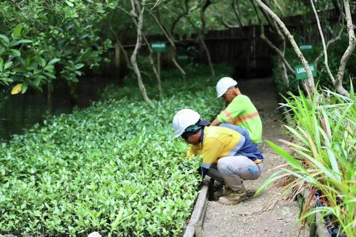 Illegal fishermen become wardens of the sea