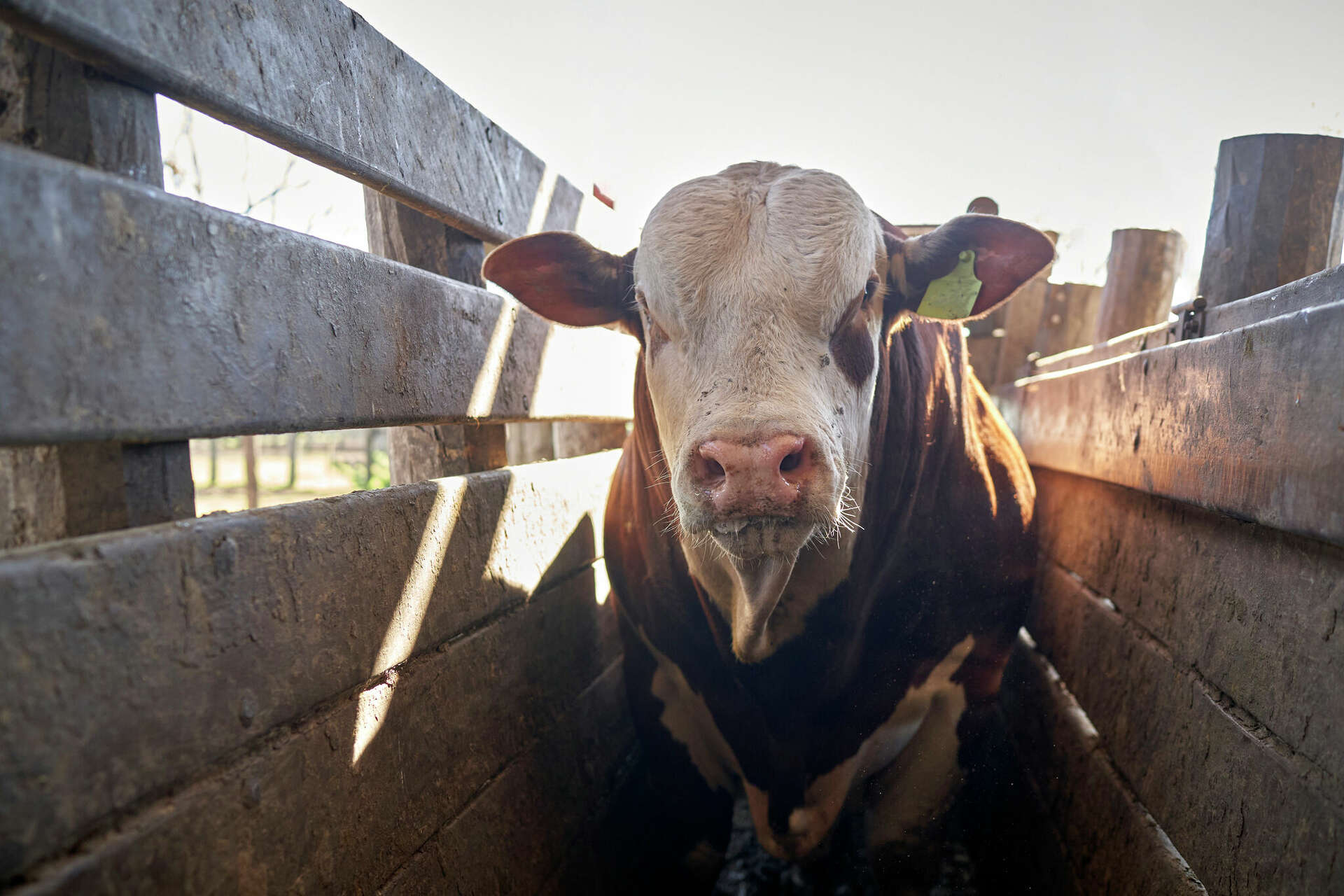 Steer runs through crowd of women at Texas rodeo