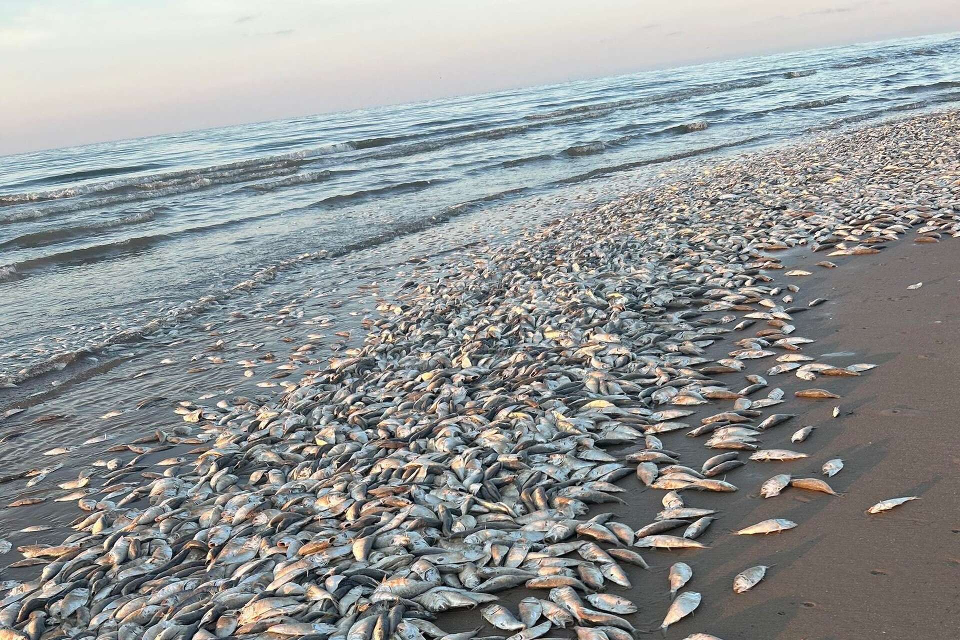 Thousands of dead fish washed ashore on Texas beaches