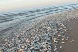 Thousands of dead fish washed ashore on Texas beaches