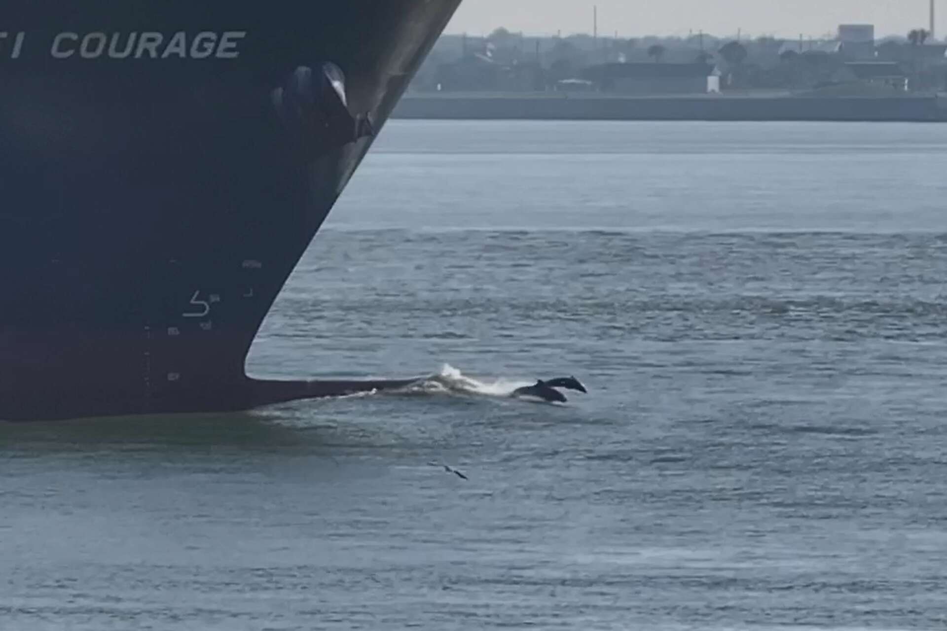 Video captures playful dolphins near ship off Texas coast