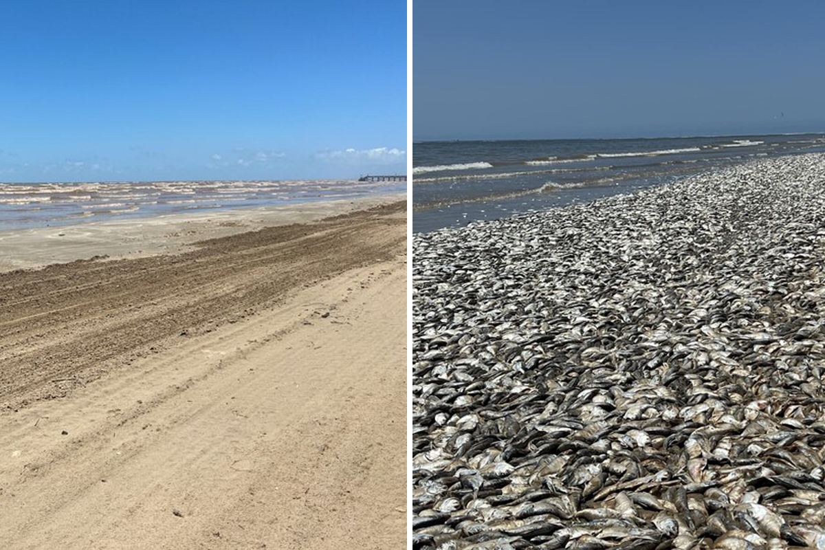 Texas fish kill: Cleanup underway after thousands of fish wash ashore