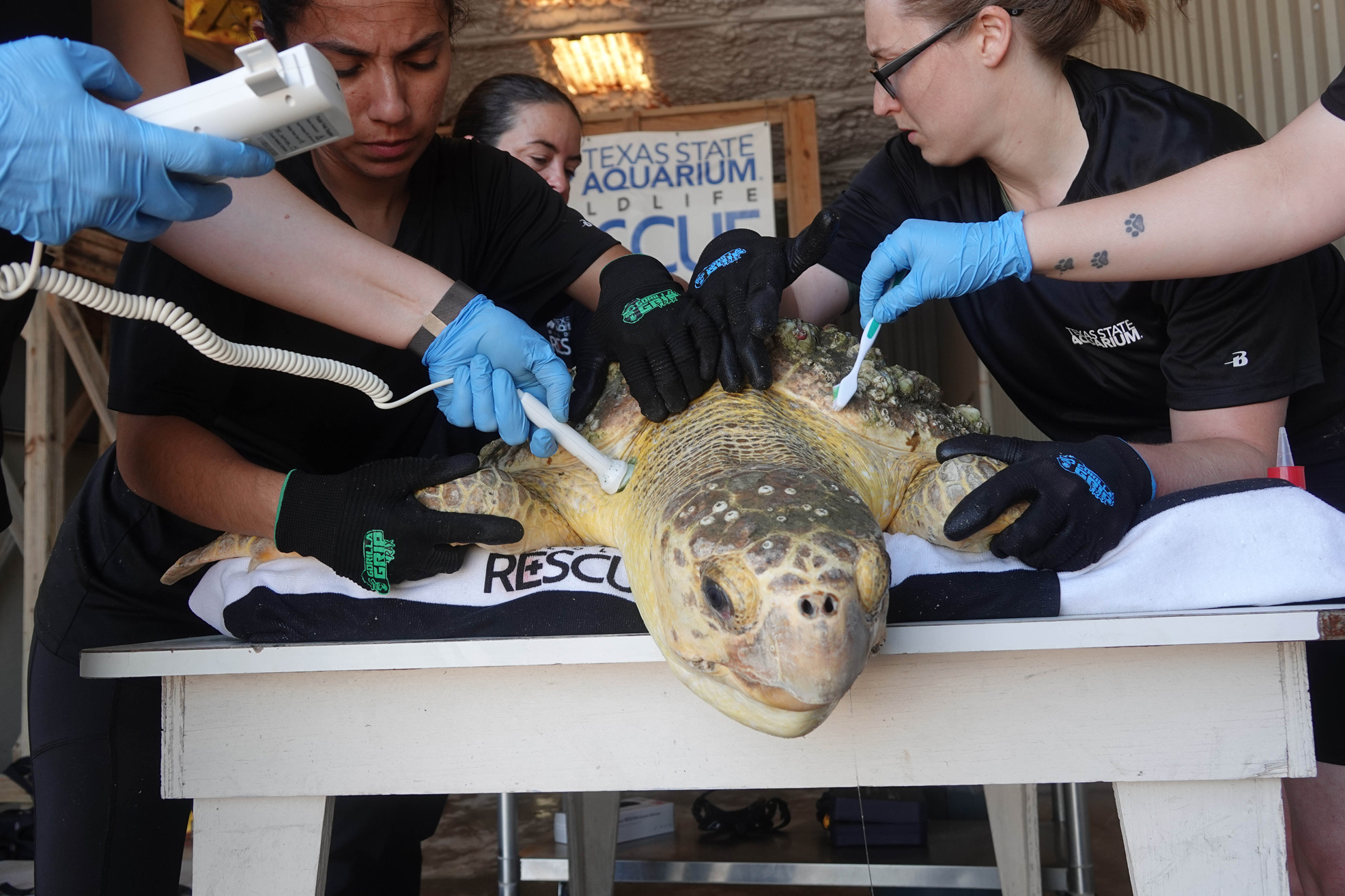 Texas State Aquarium, a Corpus Christi marvel worth visiting