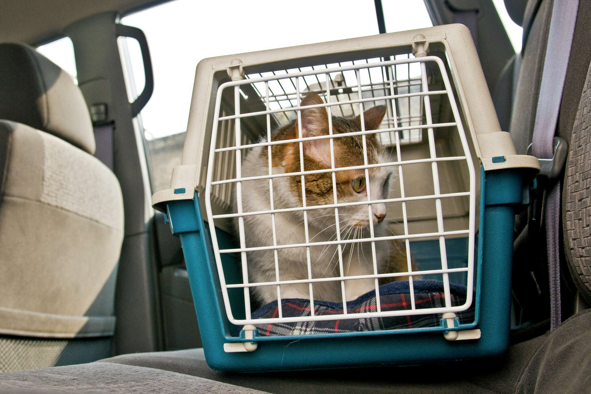 Make sure your cat crate is the right size for your cat
