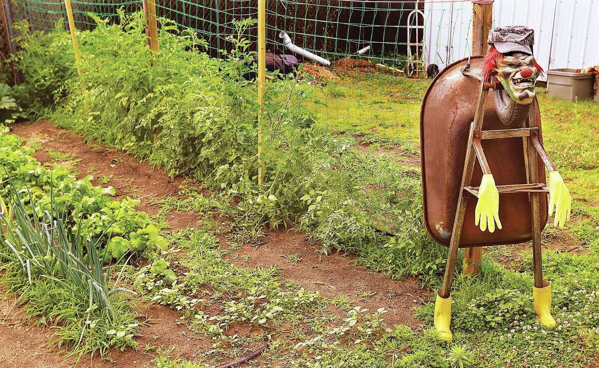 Roxana gardener puts wheelbarrow to use as scarecrow in the garden