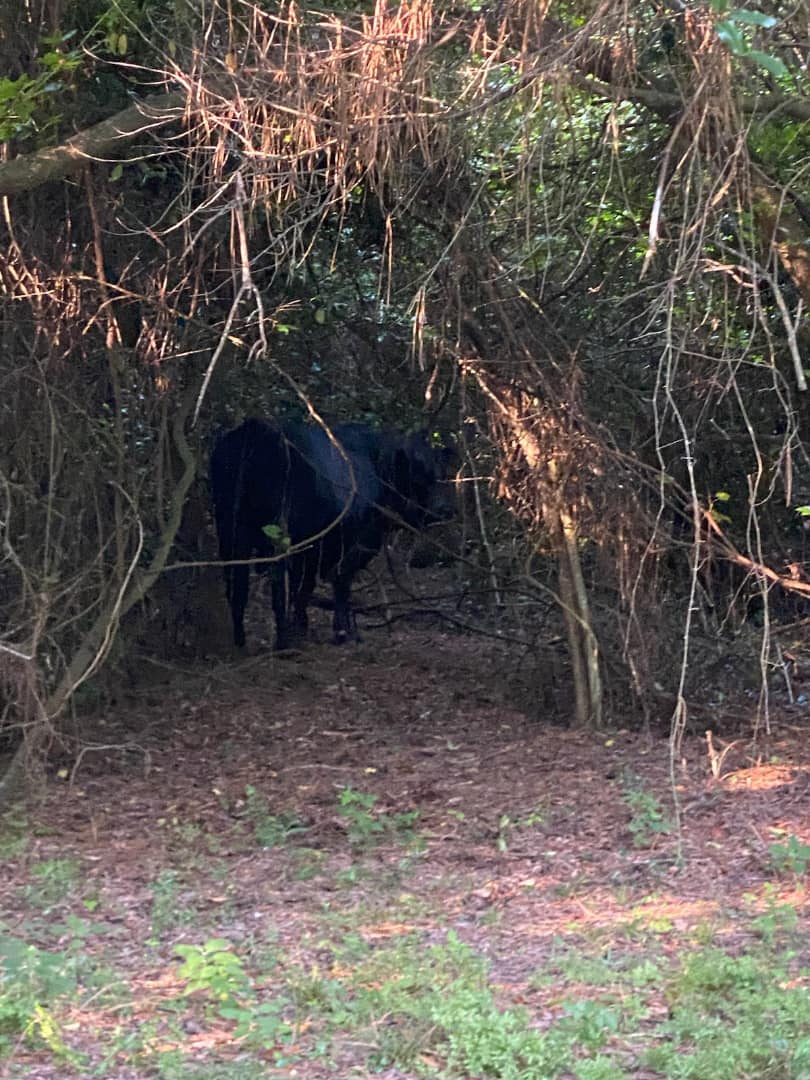 Mercer Botanic Gardens loose bull sparks Harris Co. investigation