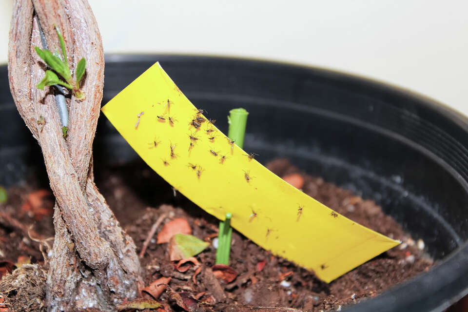 6 top-rated products to get rid of gnats this summer