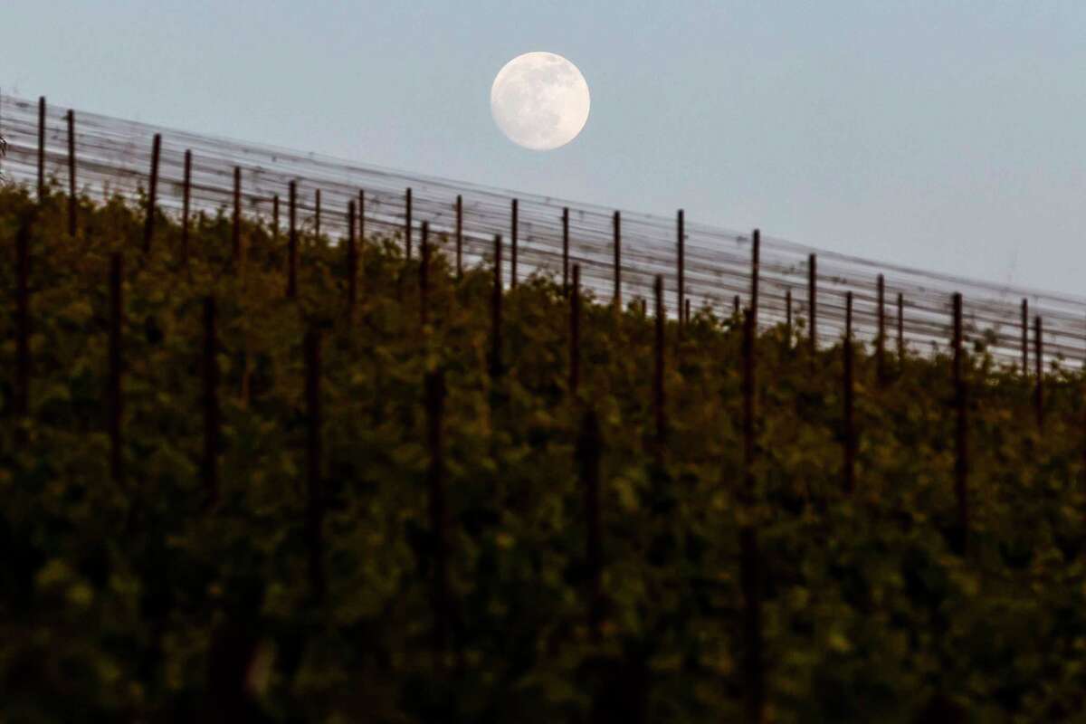 Why winemaker Gina Giugni stands by biodynamics in her vineyard