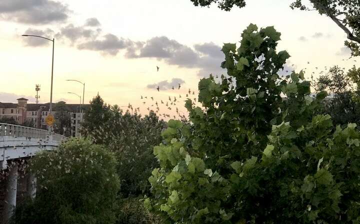 Why the Waugh Drive bat colony is a must-see Houston wonder