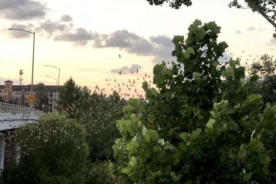 Why the Waugh Drive bat colony is a must-see Houston wonder
