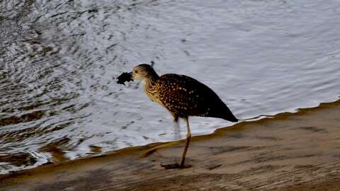 Why the Waugh Drive bat colony is a must-see Houston wonder