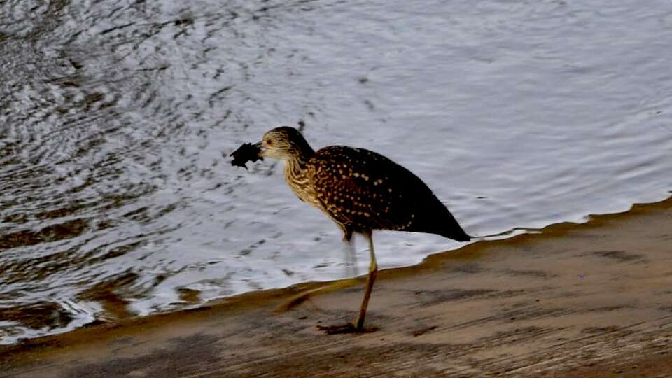 Why the Waugh Drive bat colony is a must-see Houston wonder