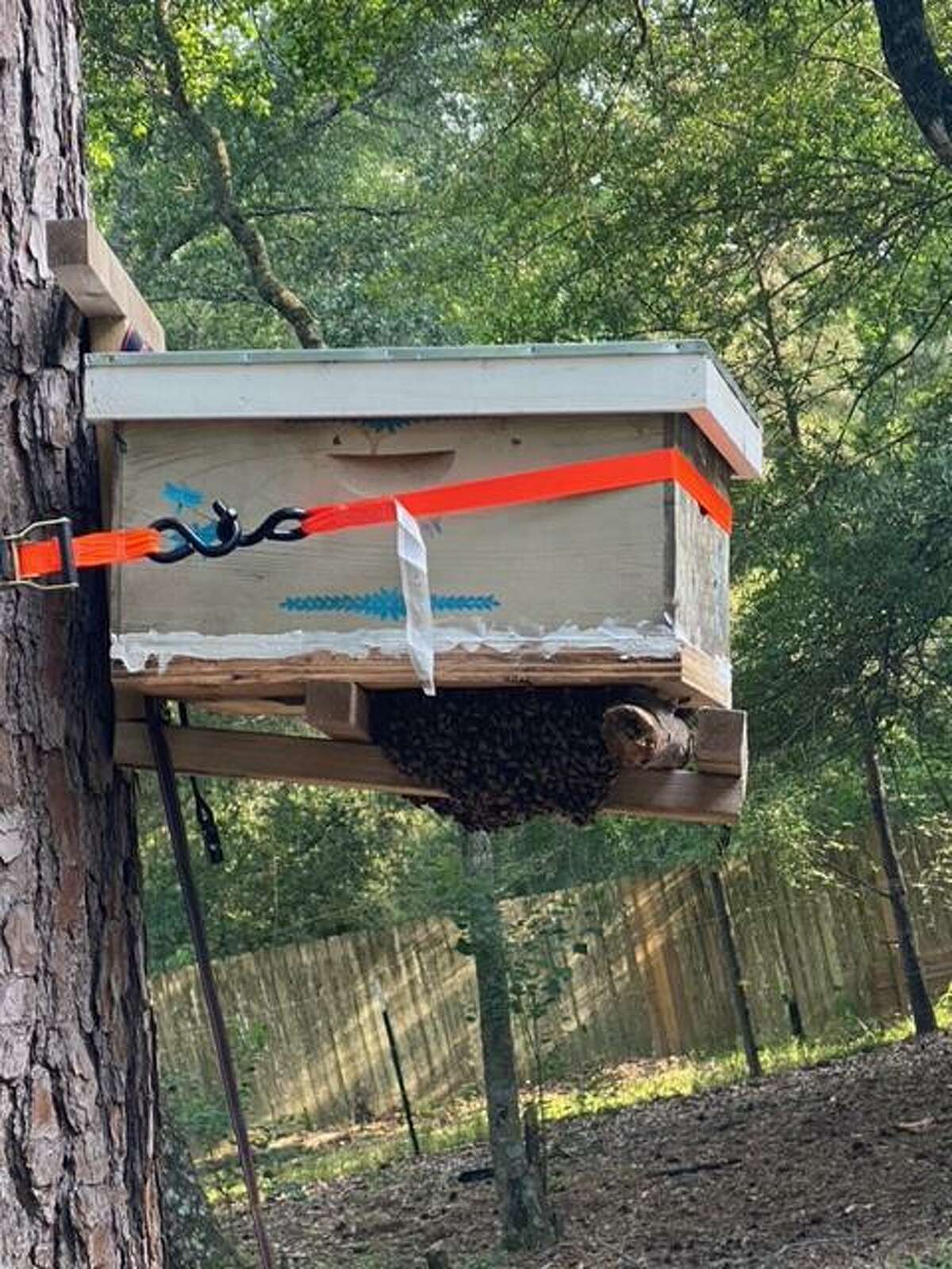 Master Gardener: Spring and early summer are active times for bee swarms