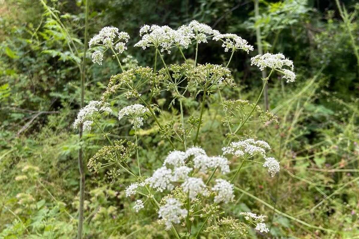 A deadly plant grows across the Bay Area: Should you be worried?