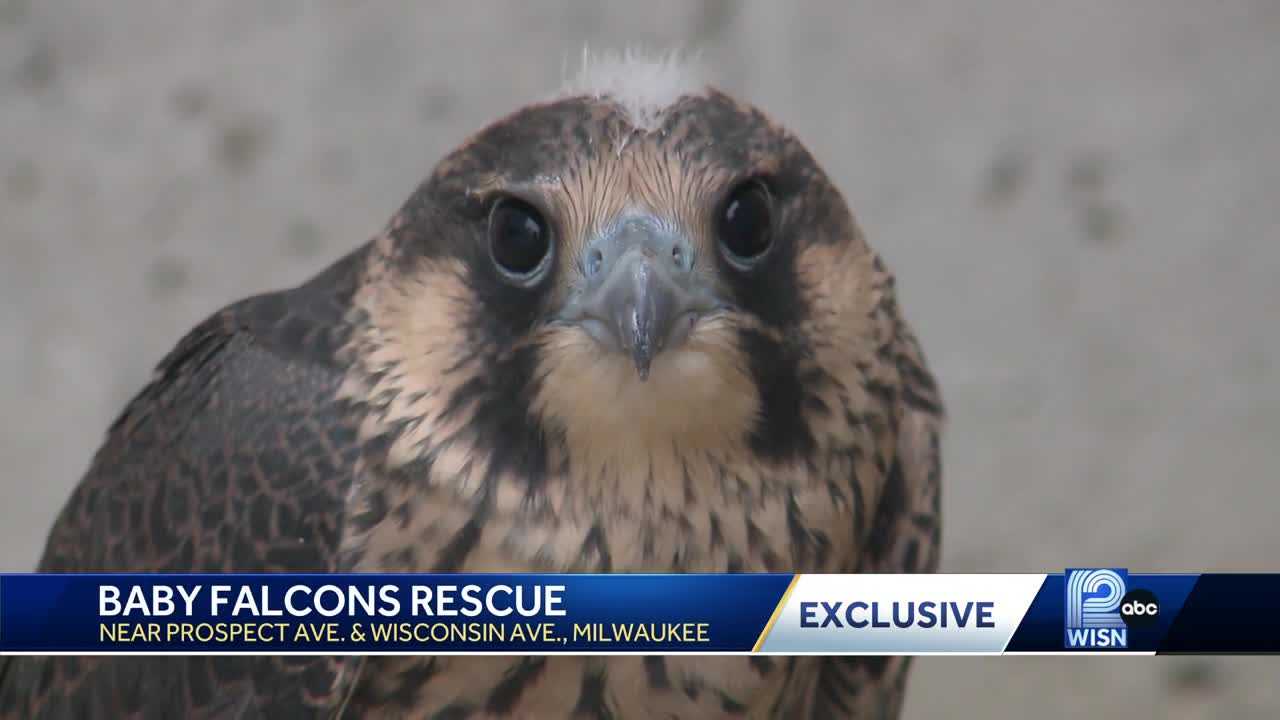 'Whatever needs help': Humane Society volunteer rescues two baby falcons