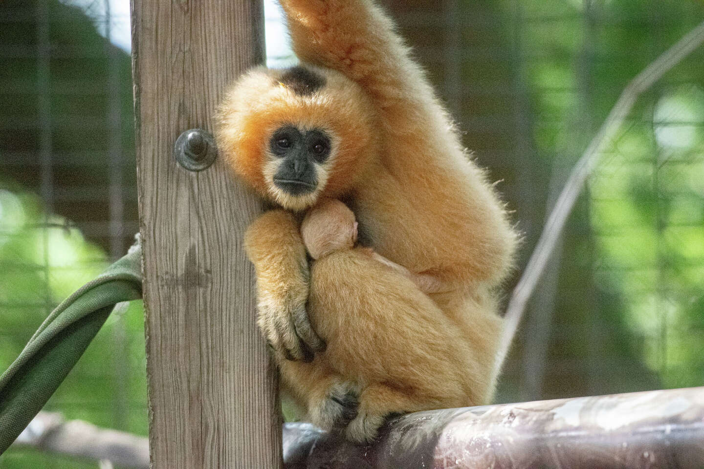 Houston zoo: Hours, admission cost, what to see