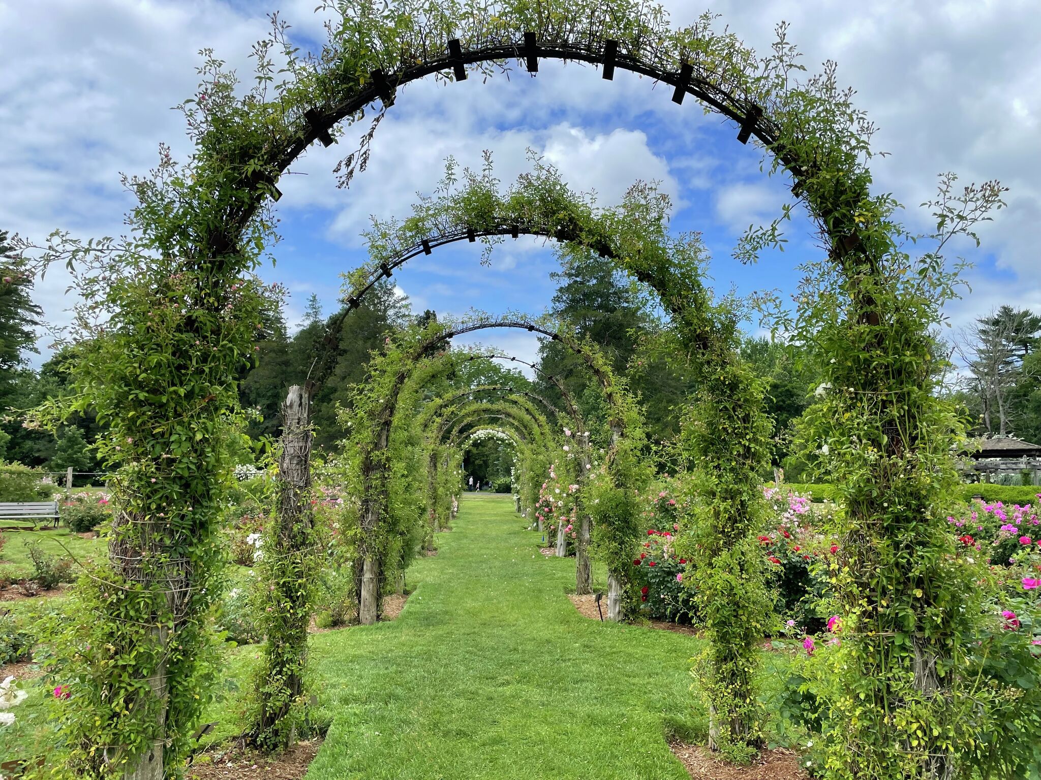 Rose Weekend coming to Elizabeth Park in Hartford this weekend