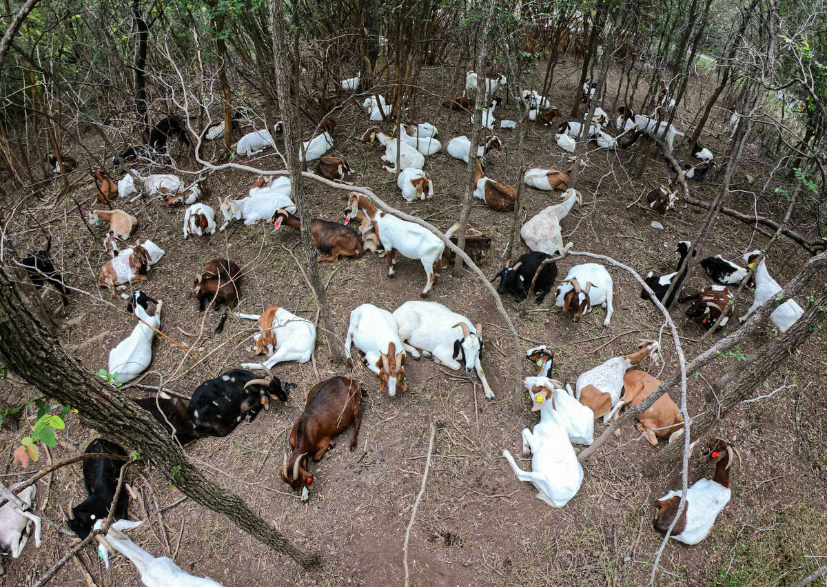 Goats return to Brackenridge Park to eat overgrown areas