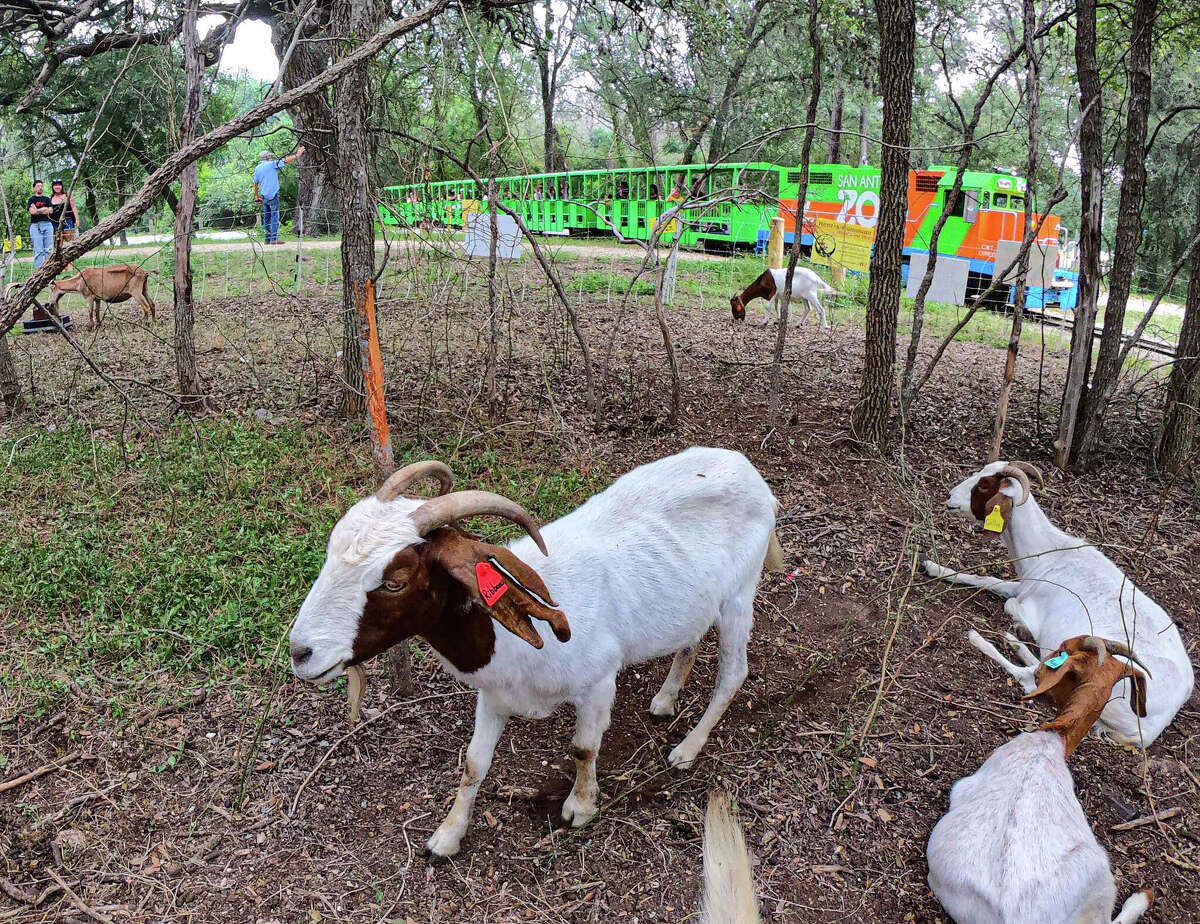 Goats return to Brackenridge Park to eat overgrown areas