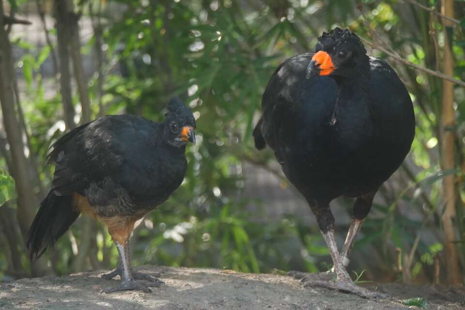 Texas zoo welcomes new hatchling of 'very rare' bird species