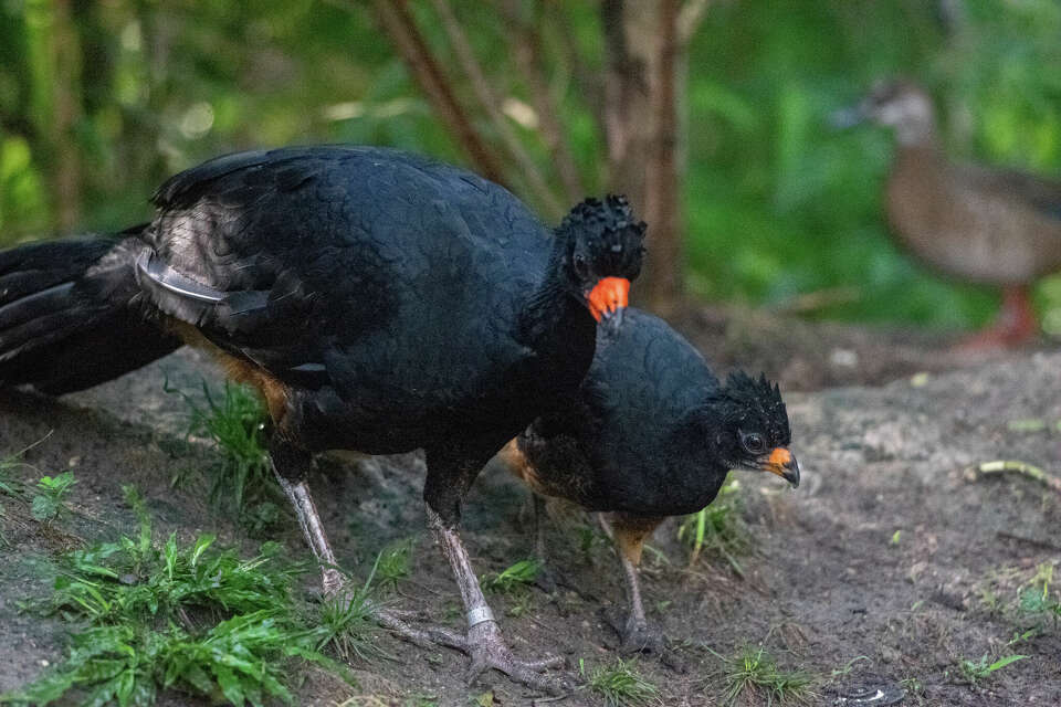 Texas zoo welcomes new hatchling of 'very rare' bird species