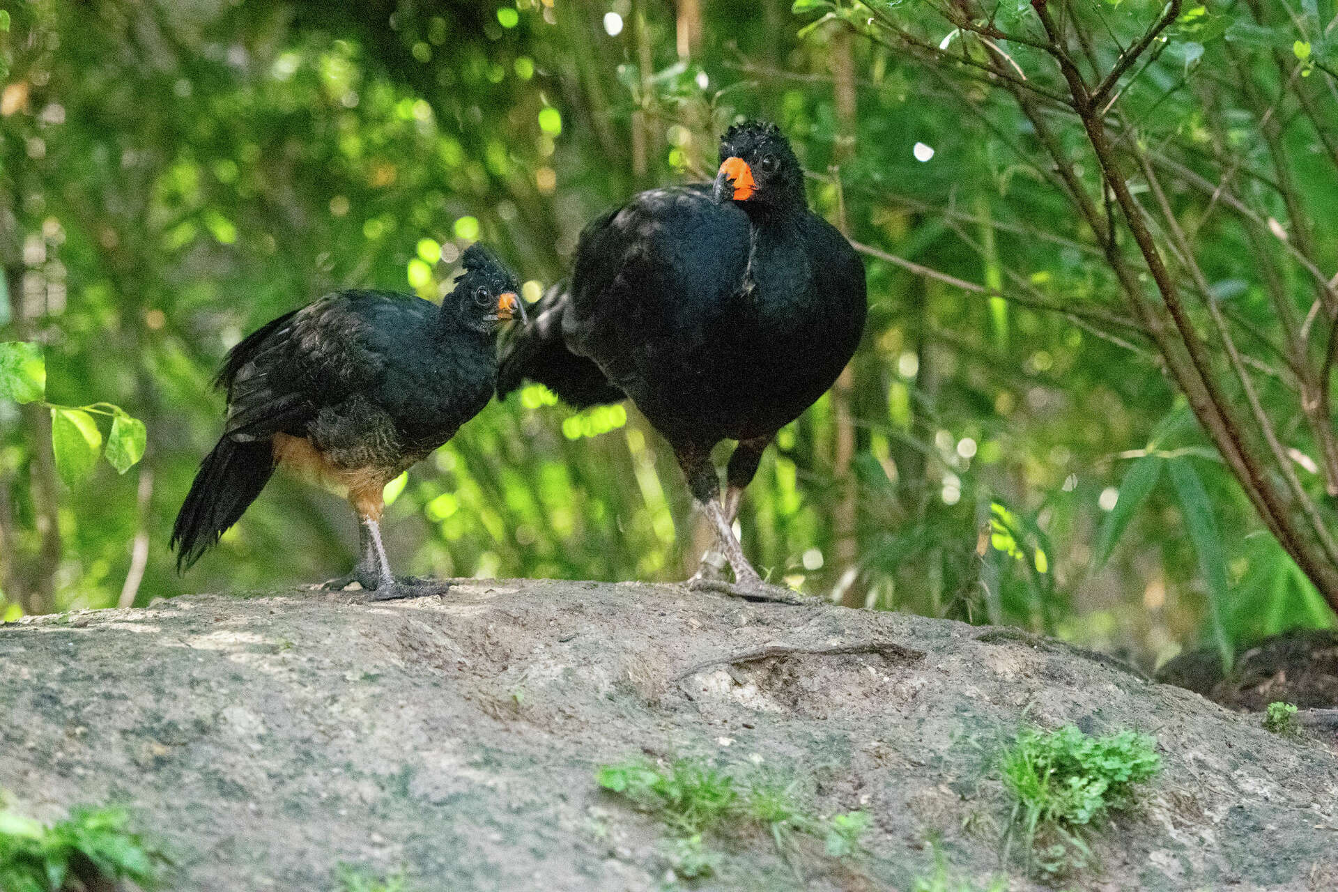 Texas zoo welcomes new hatchling of 'very rare' bird species