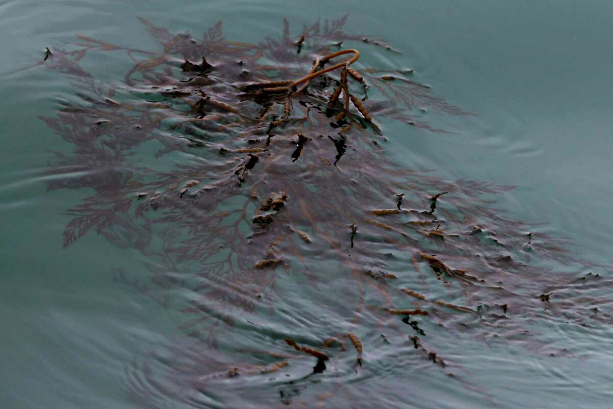 California's underwater kelp forests might be saved using bricks
