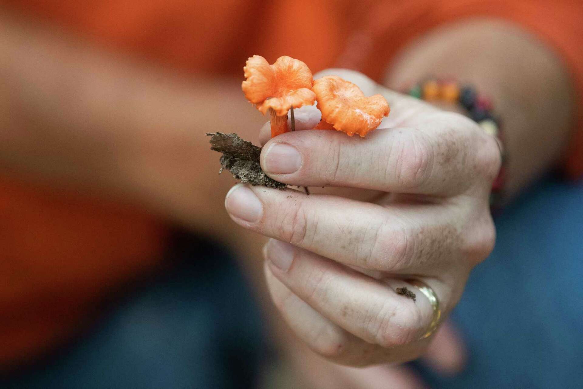 Foraging in The Woodlands: How to grow your own ‘food forest’