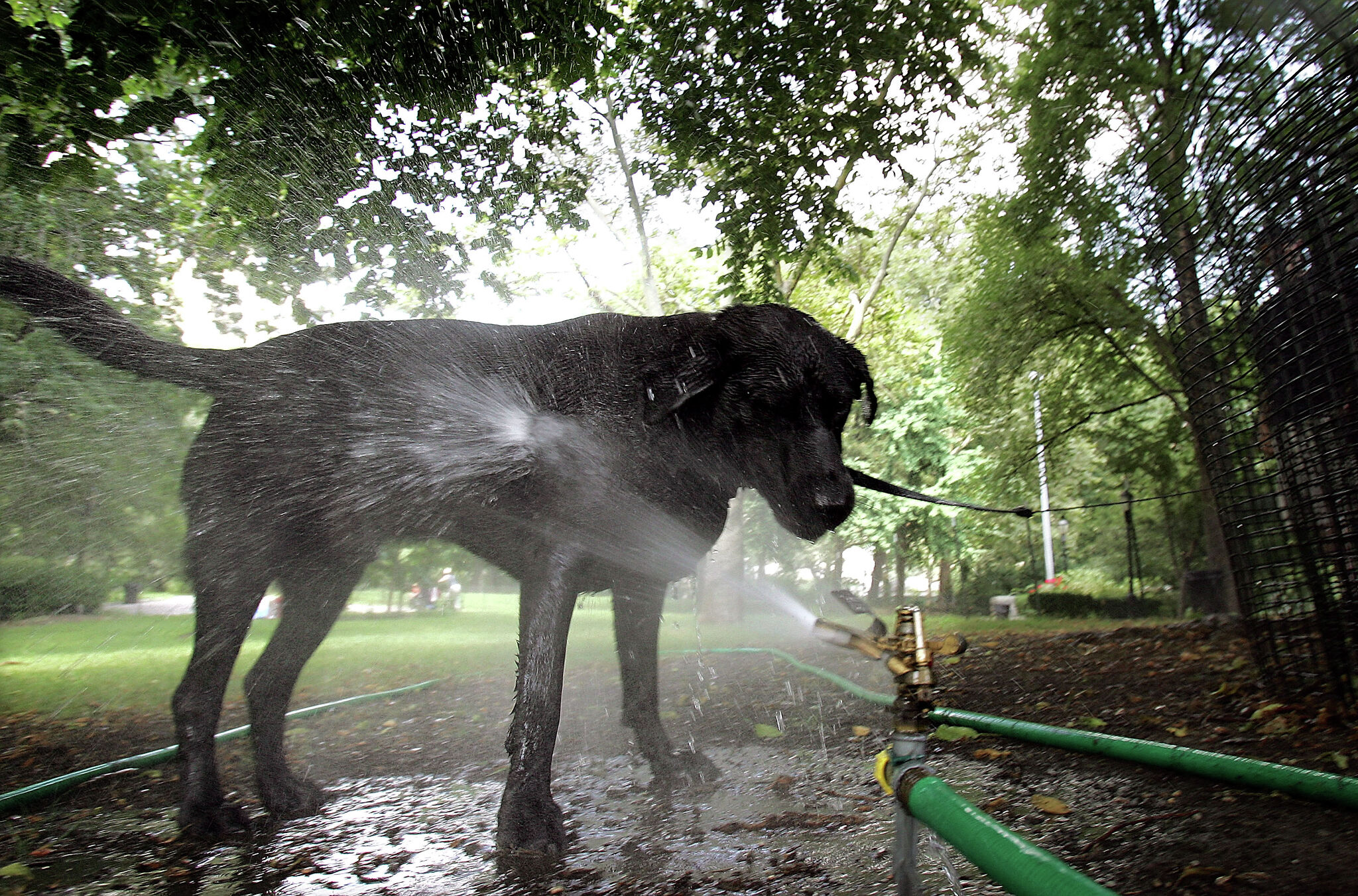 3 words to keeping your pet safe during Texas heat wave