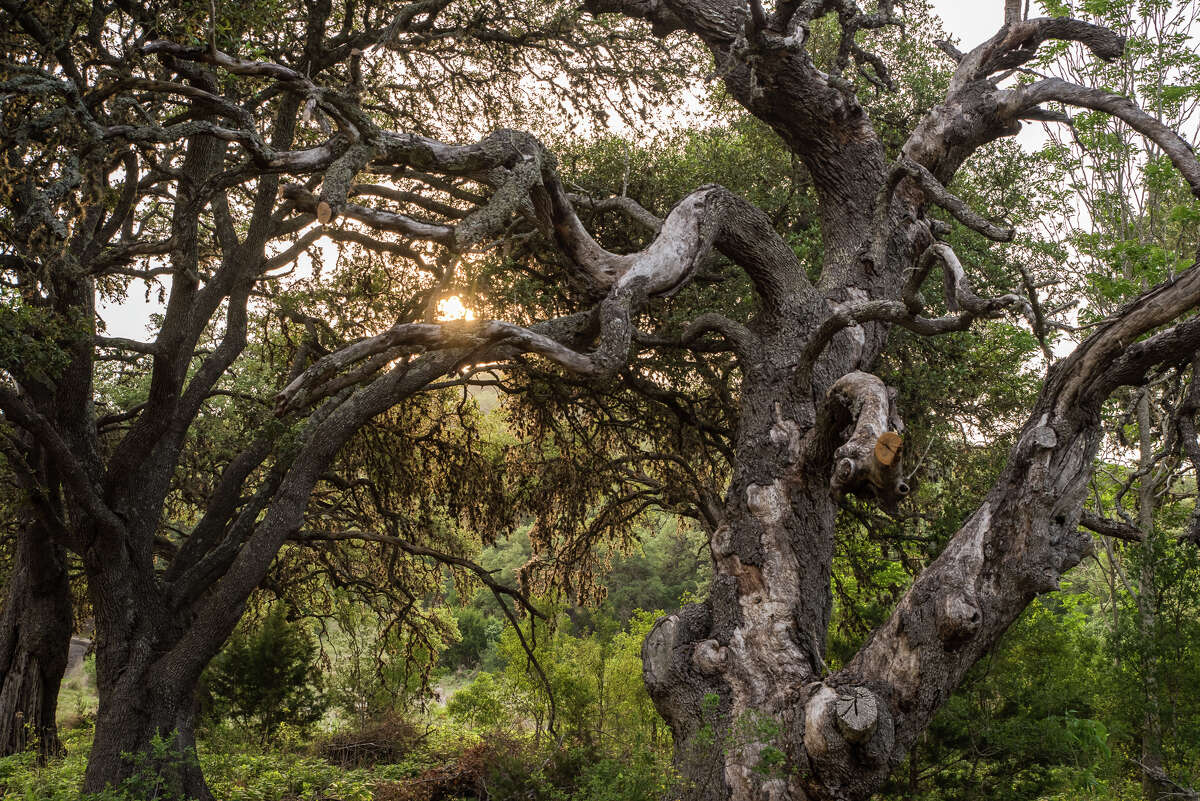Historic Mt. Solitude ranch in Bexar County on sale for $80 million