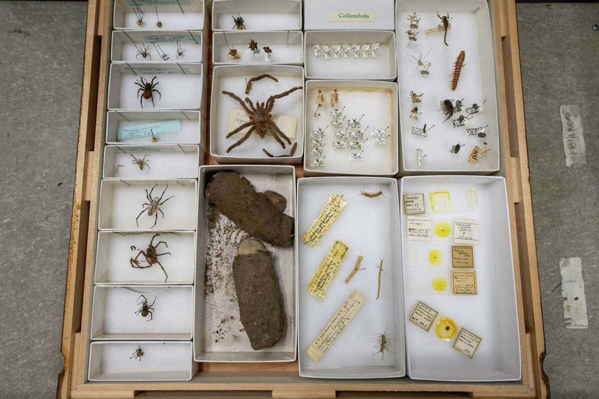 NYS Museum has preserved thousands of spiders, ticks and insects