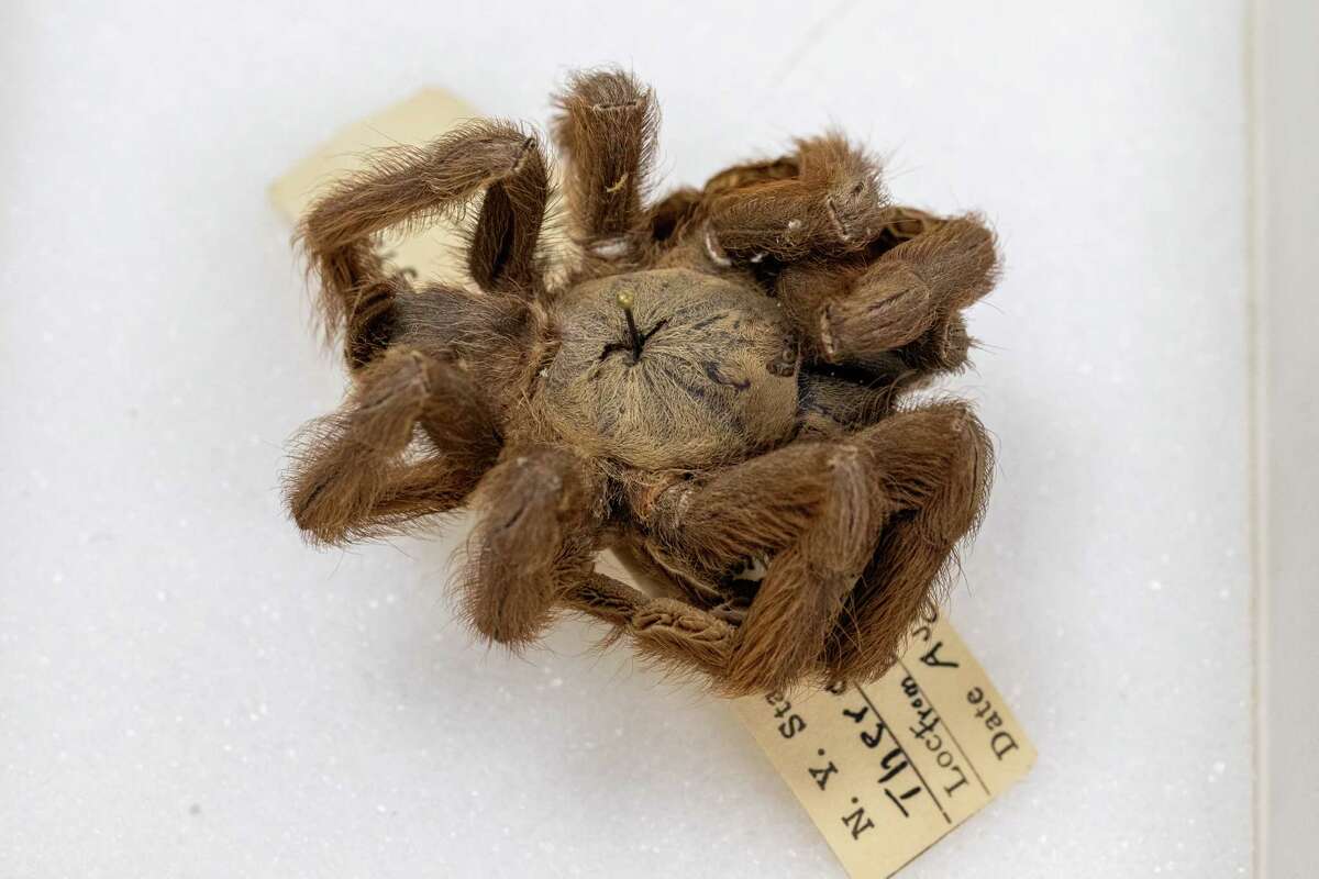 NYS Museum has preserved thousands of spiders, ticks and insects