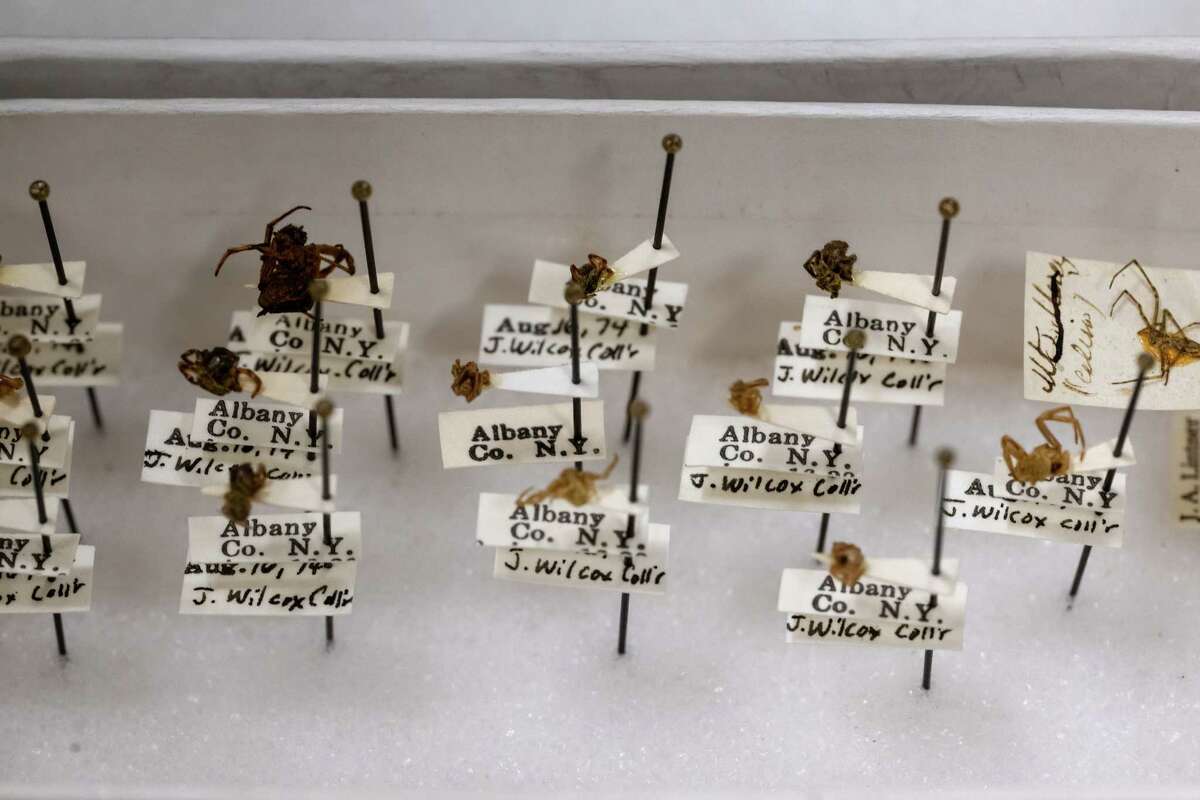 NYS Museum has preserved thousands of spiders, ticks and insects