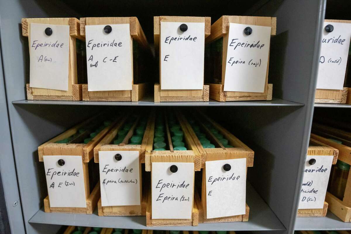 NYS Museum has preserved thousands of spiders, ticks and insects
