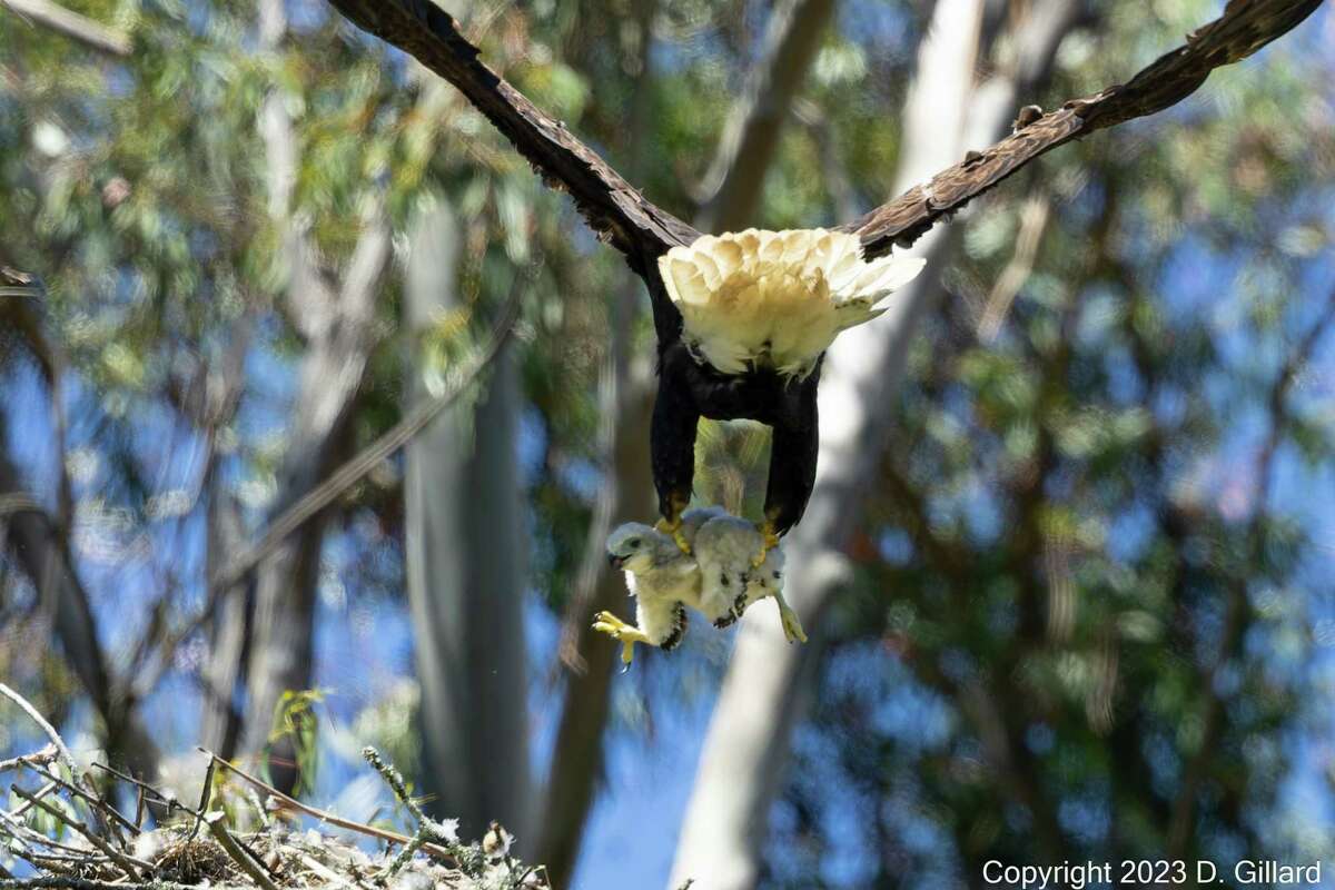 Bay Area bald eagle couple adopt two baby red-tailed hawks.