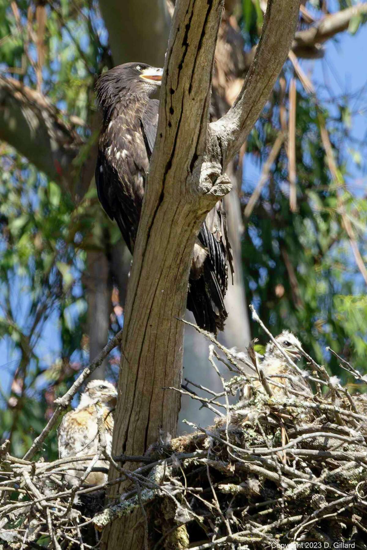 Bay Area bald eagle couple adopt two baby red-tailed hawks.