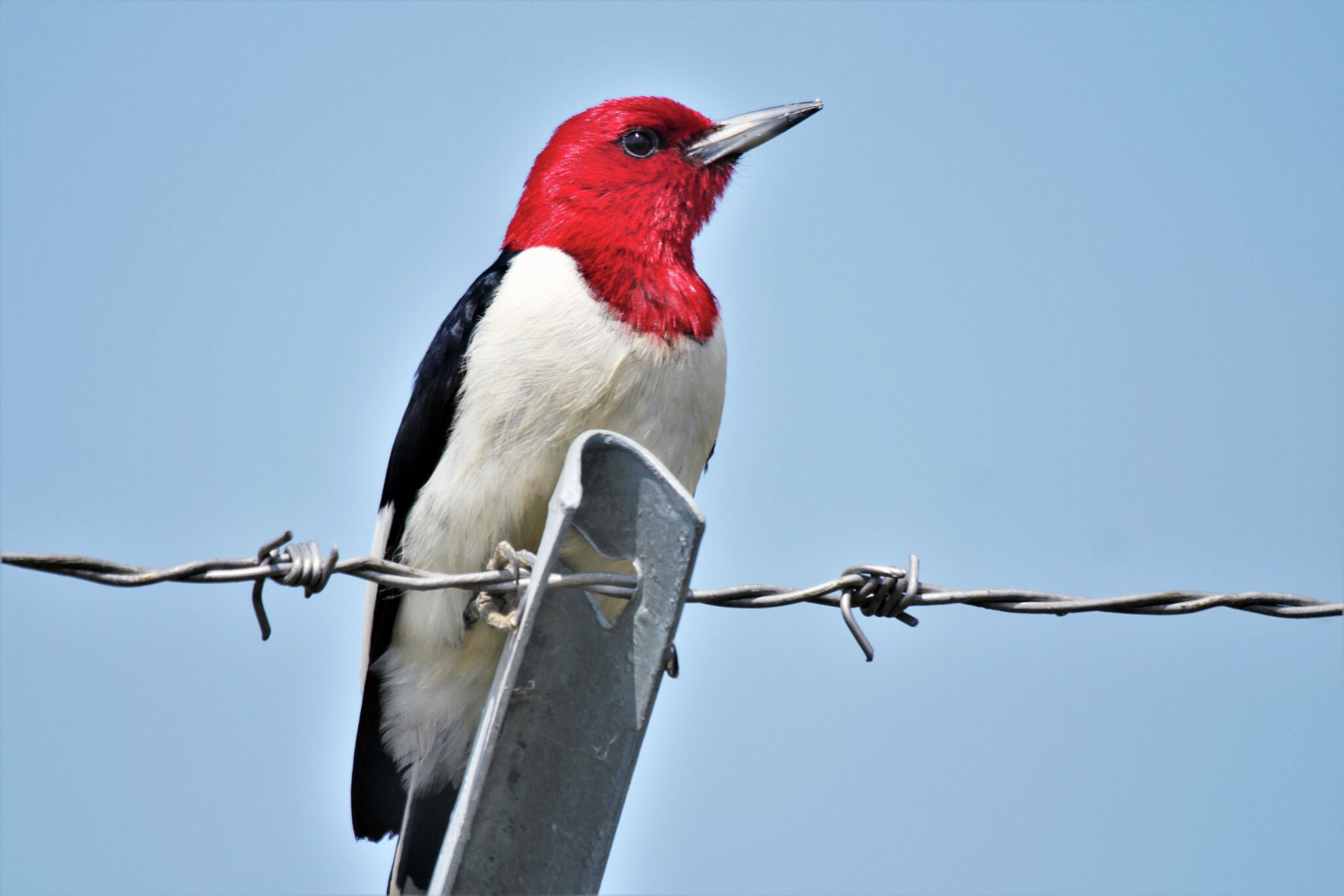 Set to fly away, Jacksonville birder Colin Dobson pens second book