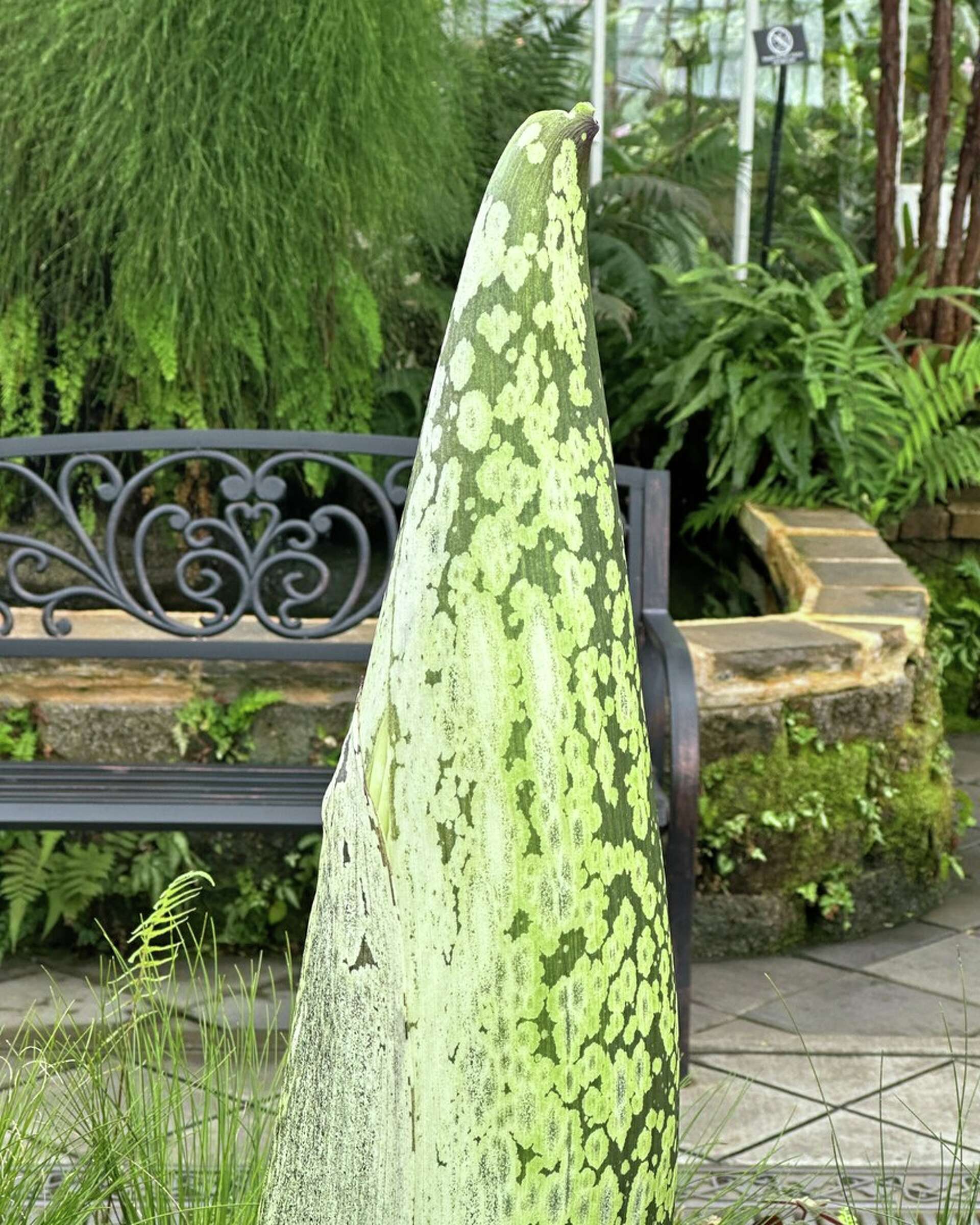 Hold your nose: Corpse flower to raise a stink soon in SF