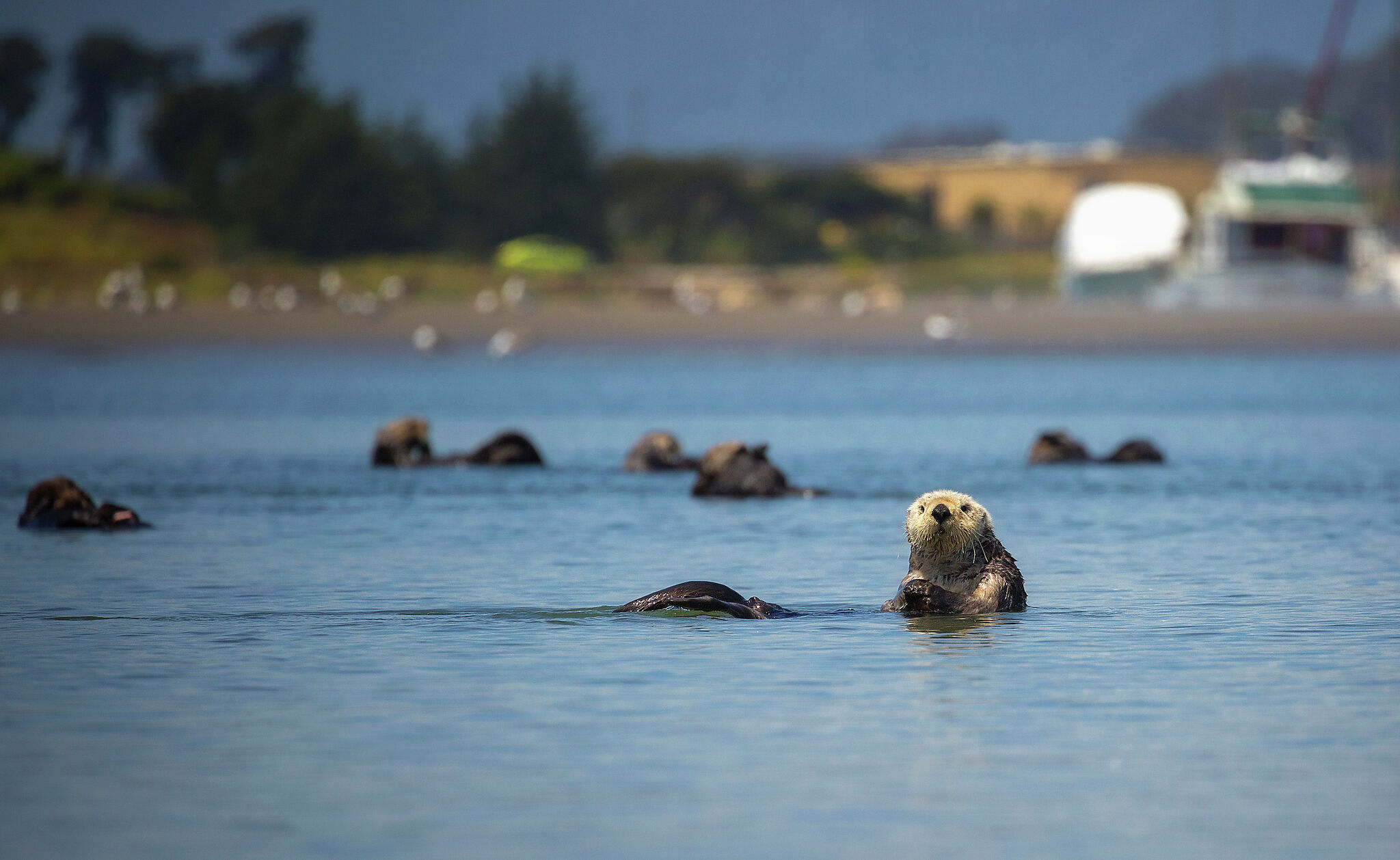 Santa Cruz surfers shocked as otter climbs aboard, goes for ride