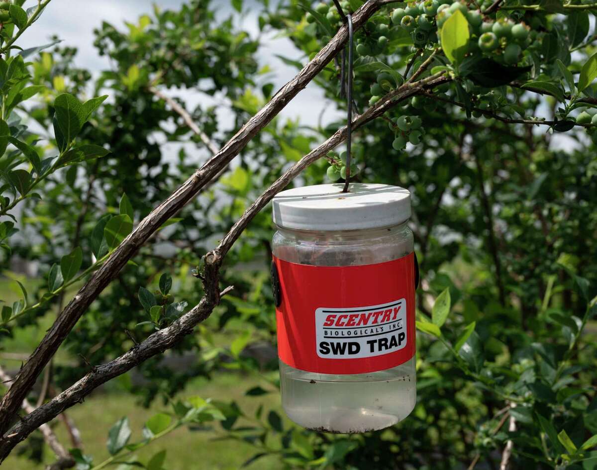 Blueberry picking starts up in Capital Region, Hudson Valley