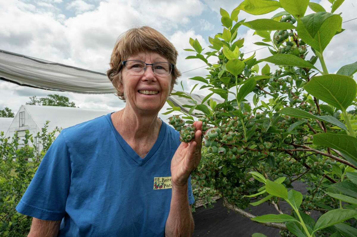 Blueberry picking starts up in Capital Region, Hudson Valley