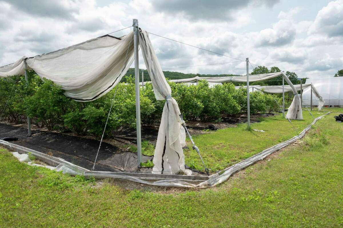 Blueberry picking starts up in Capital Region, Hudson Valley